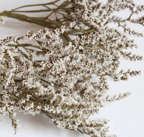 Statice 'German' Seeds NZ | Barrhill Blooms