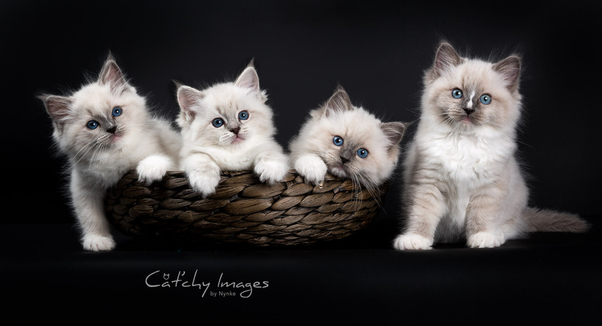 RAGDOLL | Anfi Emilia Romagna