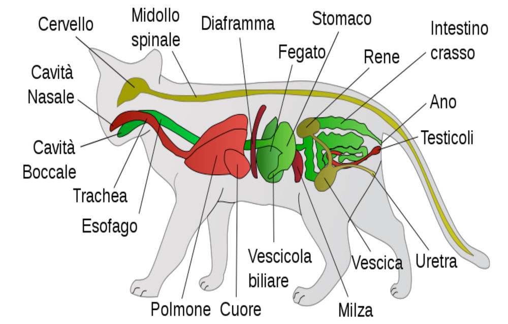 Anatomia del gatto