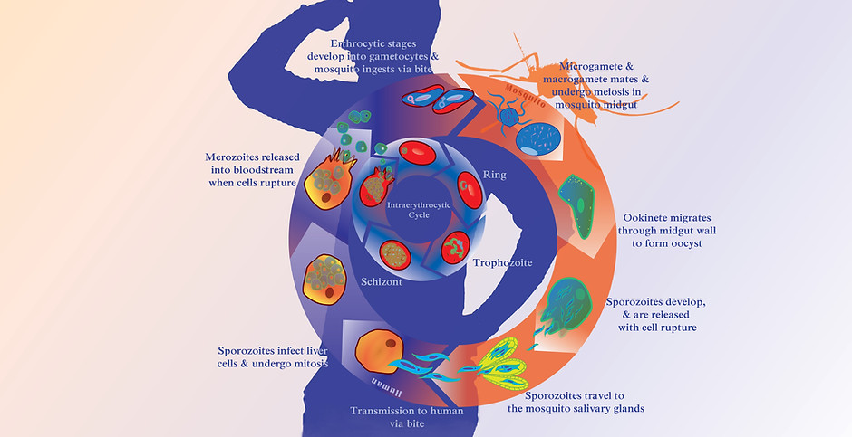UVA Guler Malaria Lab