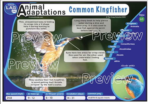 A3 Bird Adaptation poster set | The Crazy Scientist