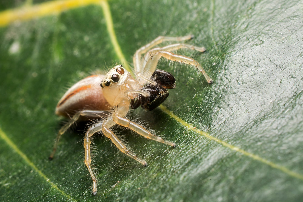Arachnid Matriarchs: Untangling Human Social Biases Using Spider ...