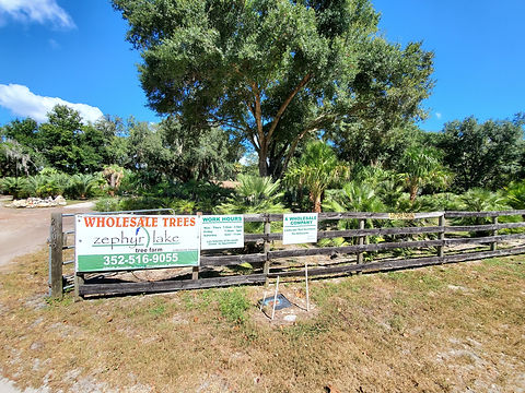 Wholesale Nursery | Www.zephyrlaketreefarm.com | United States