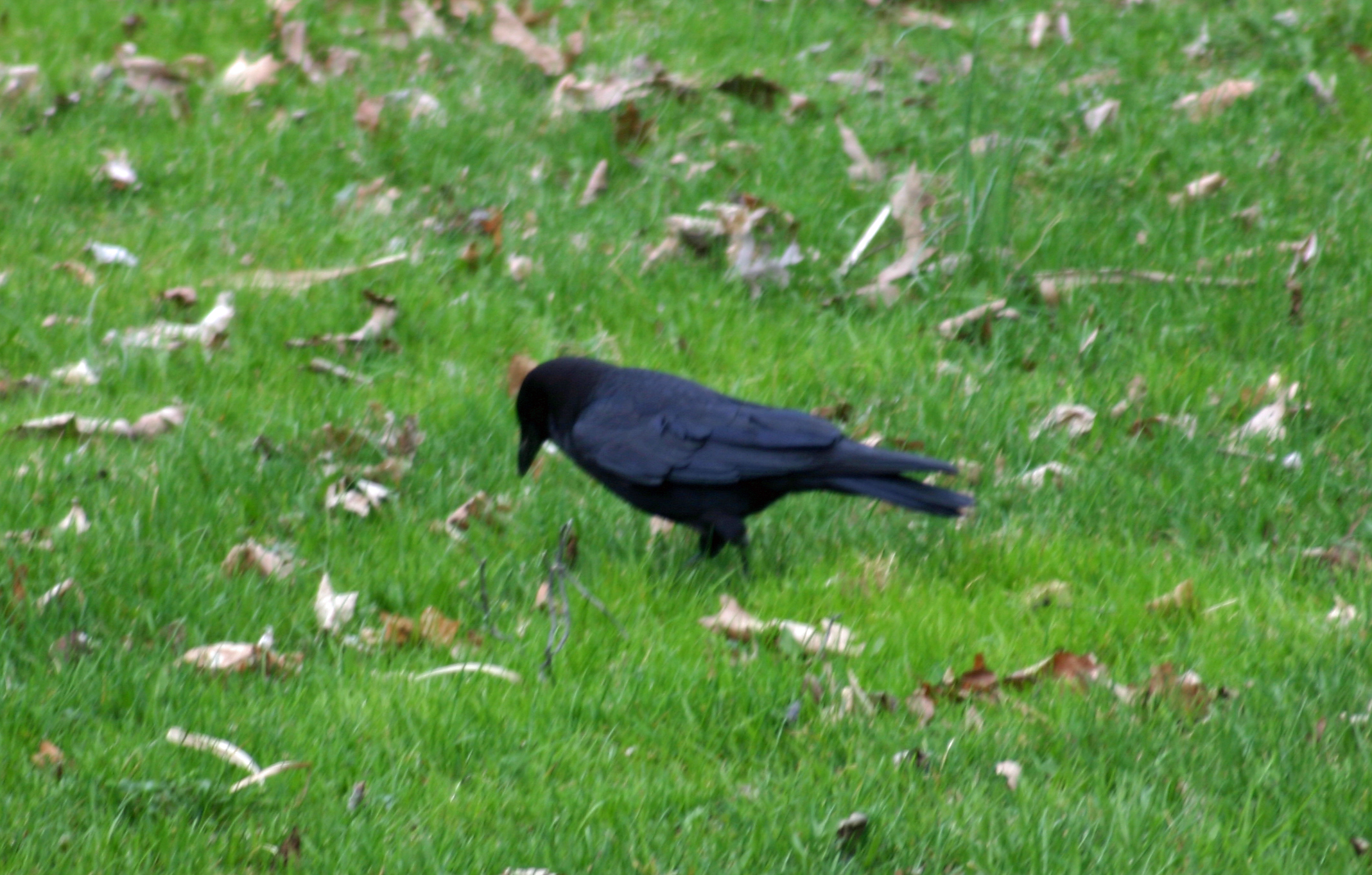 The Birds Bird Gallery