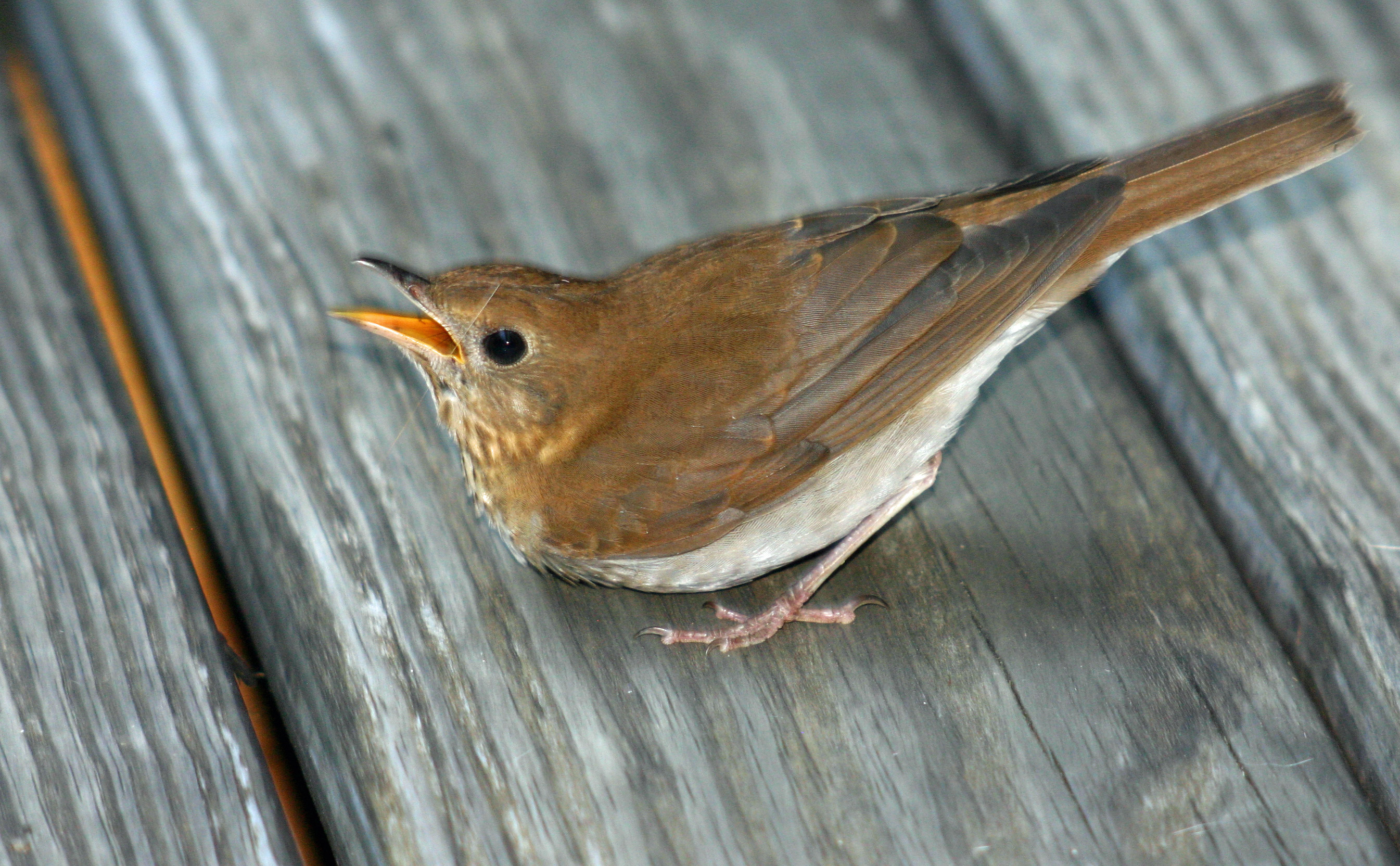 The Birds Bird Gallery