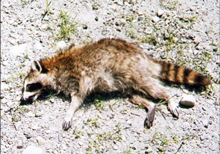 Death, Detritus, and Feces Warning!