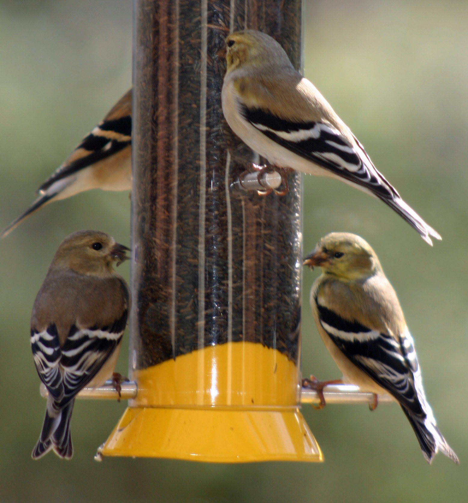 The Birds Bird Gallery