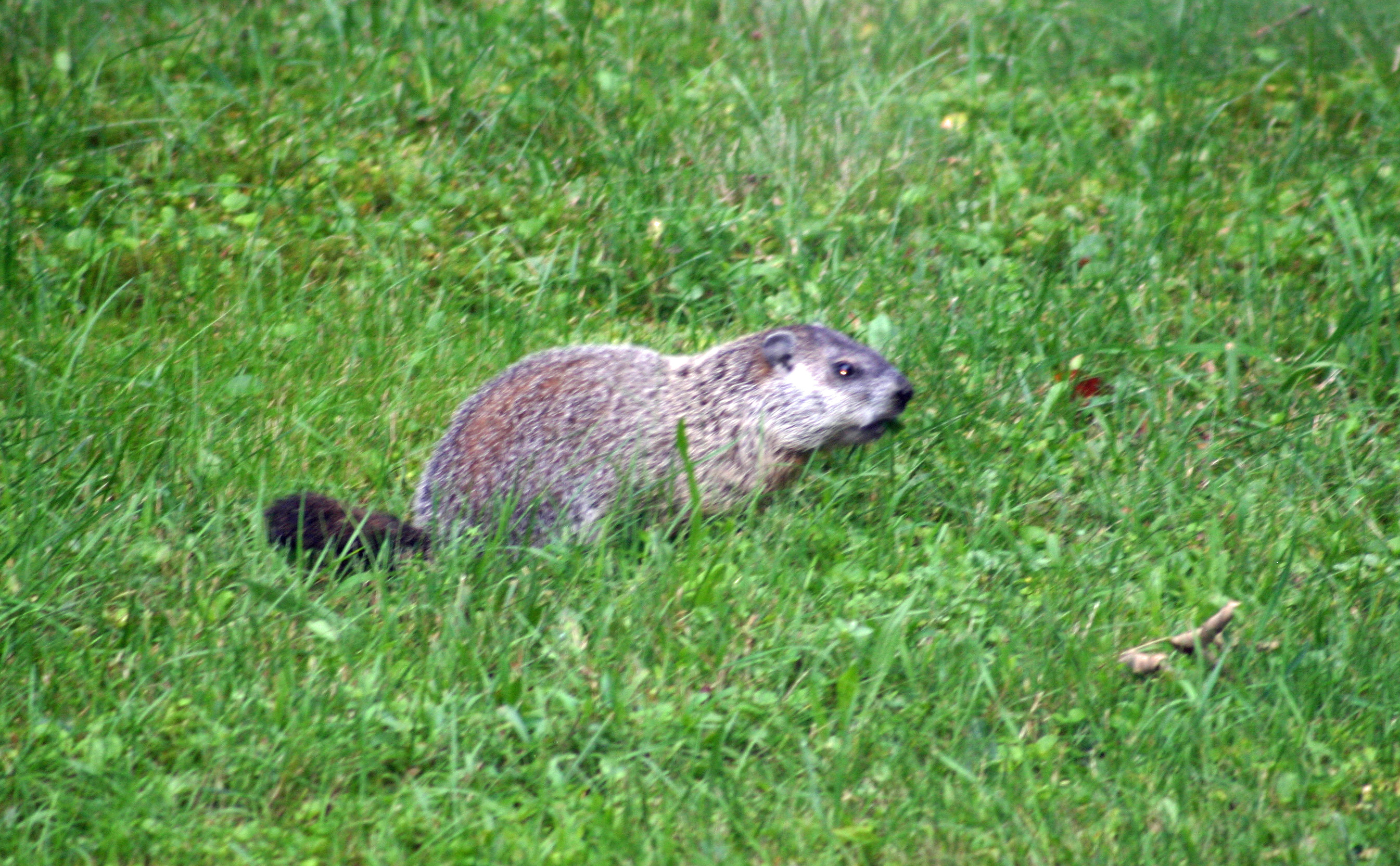 The Mammals Mammal Gallery