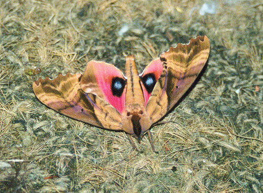 Insects, Reptiles, Amphibians, Arachnids