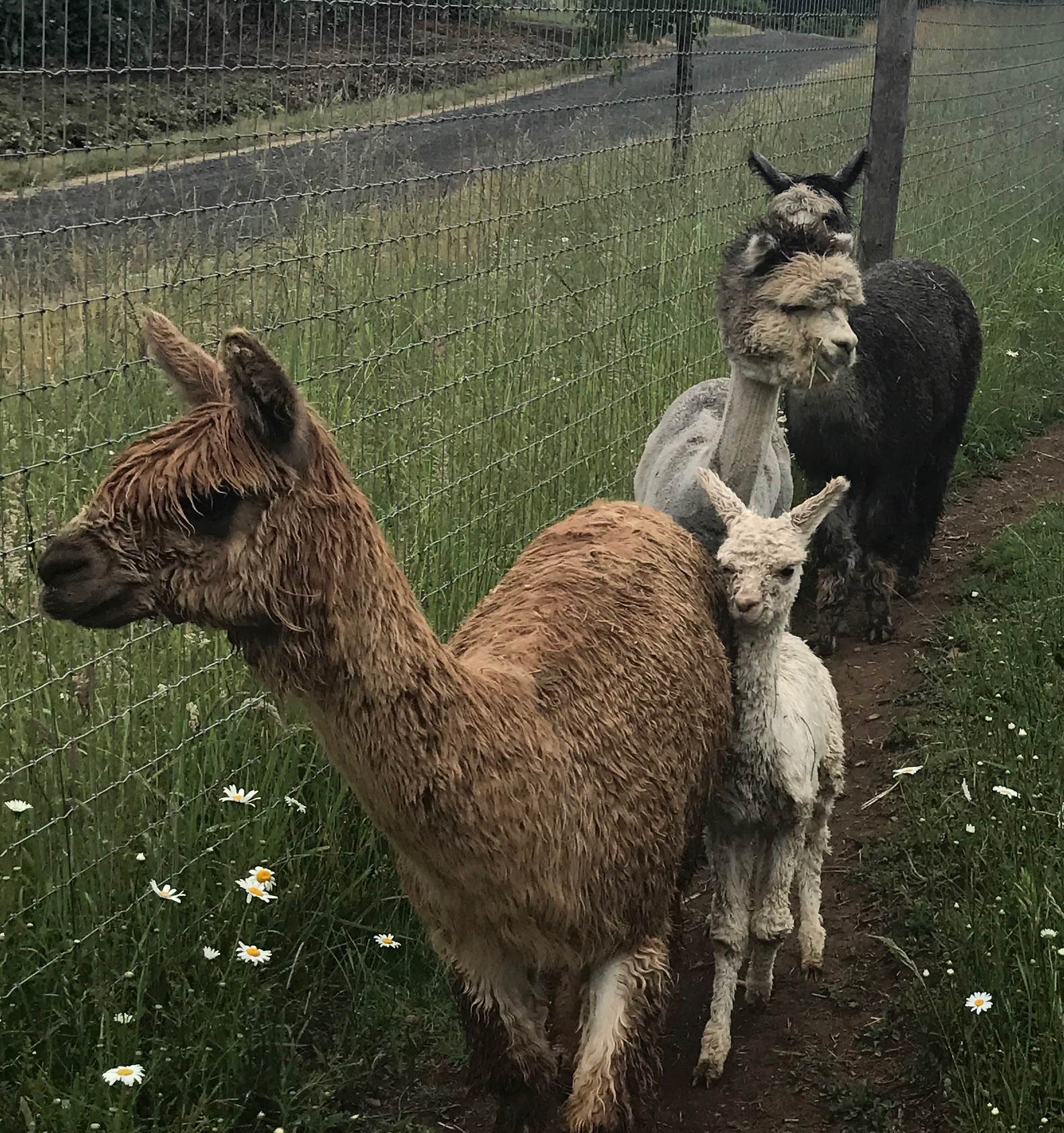 Alpaca business | Country Cottage Alpacas | Oregon