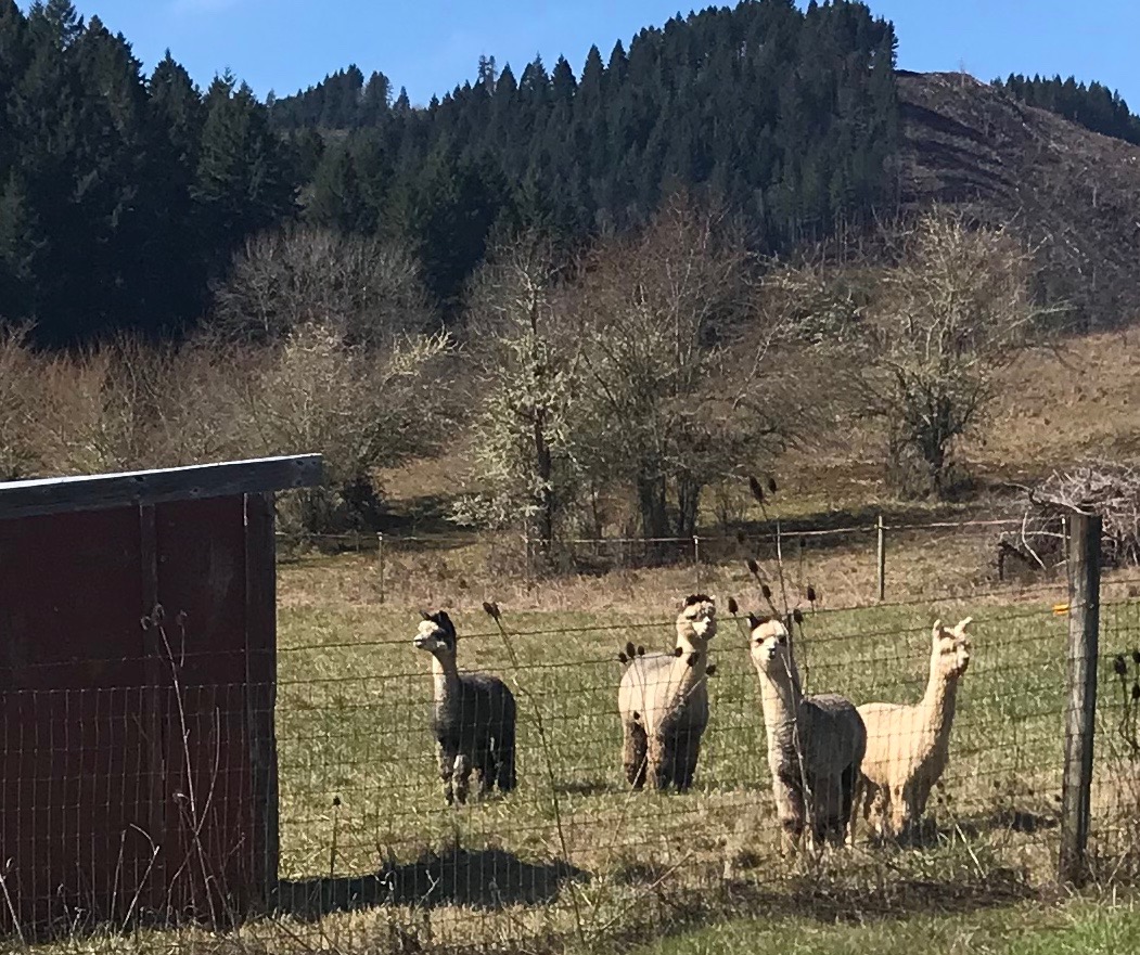 Alpaca business | Country Cottage Alpacas | Oregon