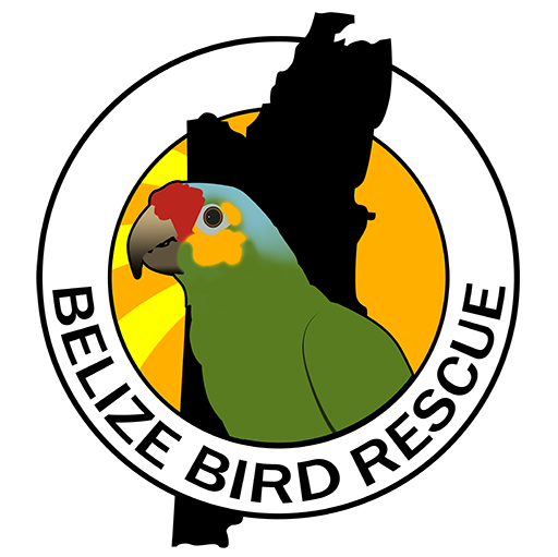 HOME | BELIZE BIRD RESCUE