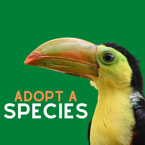 Adopt a Species | BELIZE BIRD RESCUE