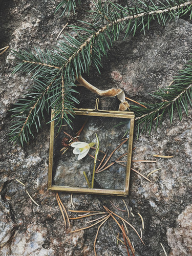 Pressed & Framed Snowdrop Ornament | Garden & Guild