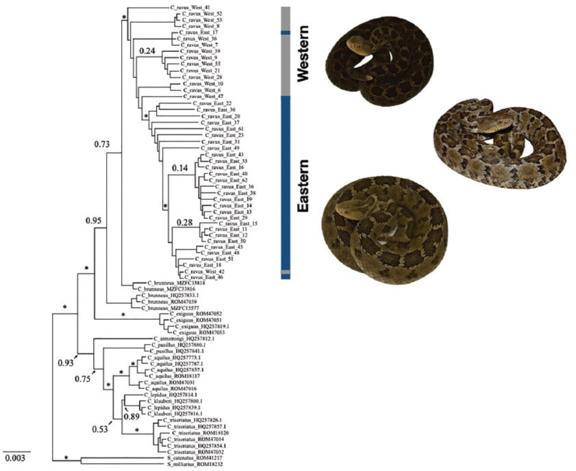 Análisis filogeográfico de Crotalus ravus, una especie de víbora ...
