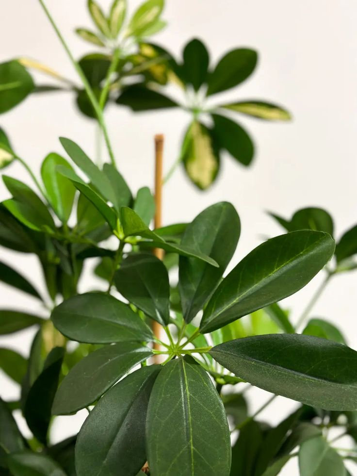 Schefflera
