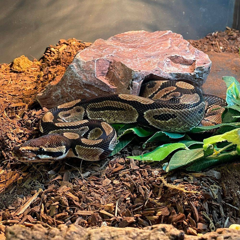 Rebel | Proteus Reptile Trust