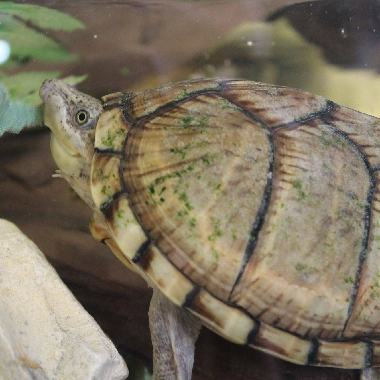 Turtles And Tortoises For Adoption