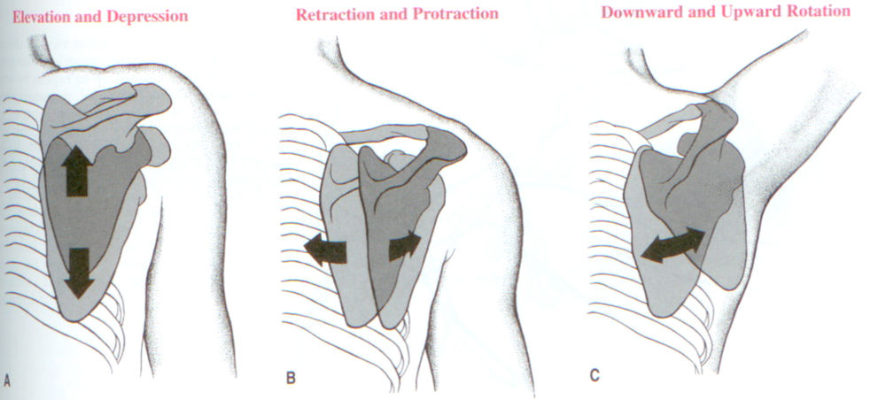 La alineación y el control del movimiento de la Escápula - Artículos de ...