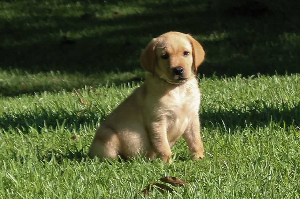 Available Puppies | Northern Lakes Labradors