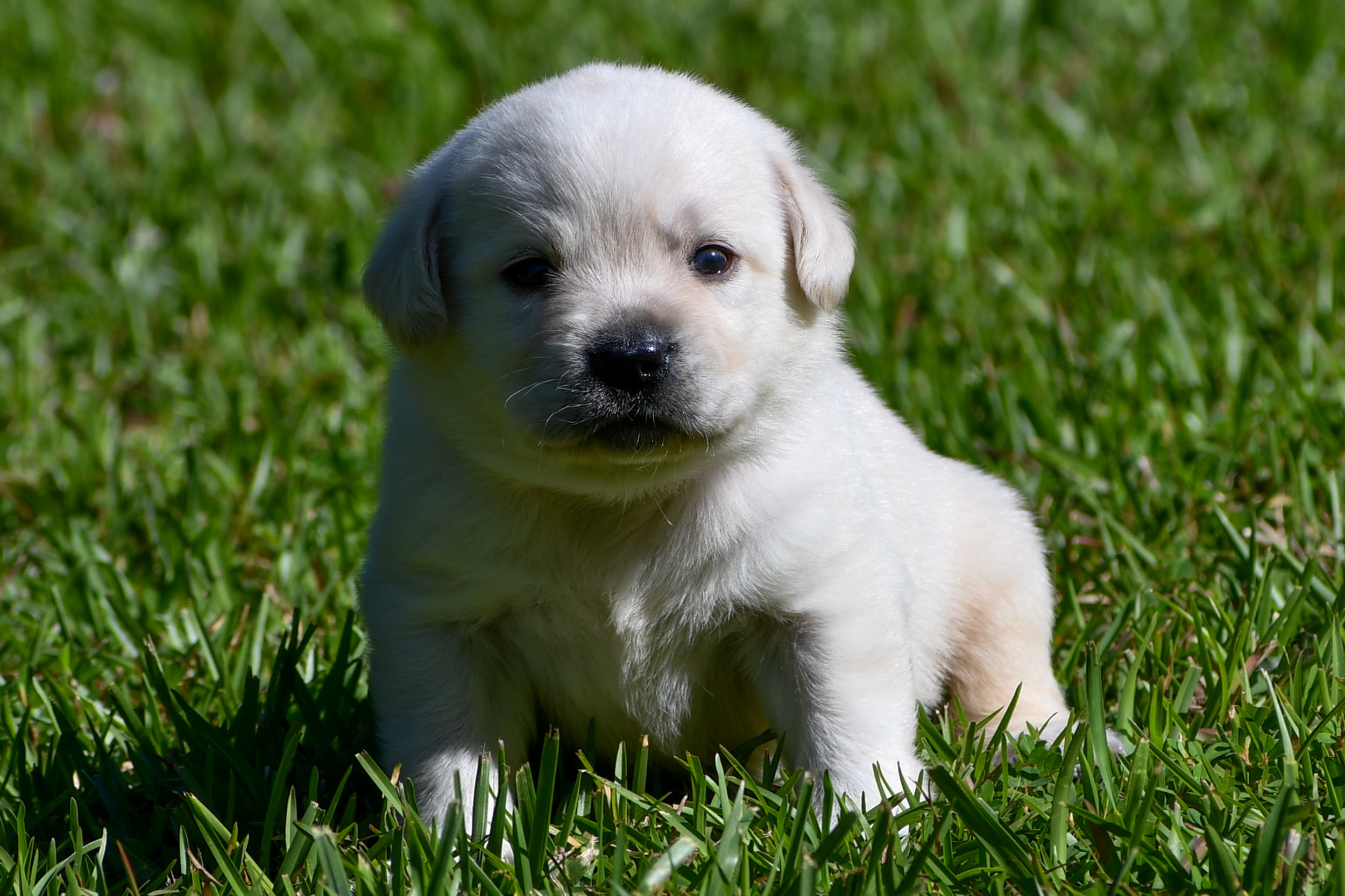 Kinsey-Rae x CH Maui's Yellow Pups | Northern Lakes Labs