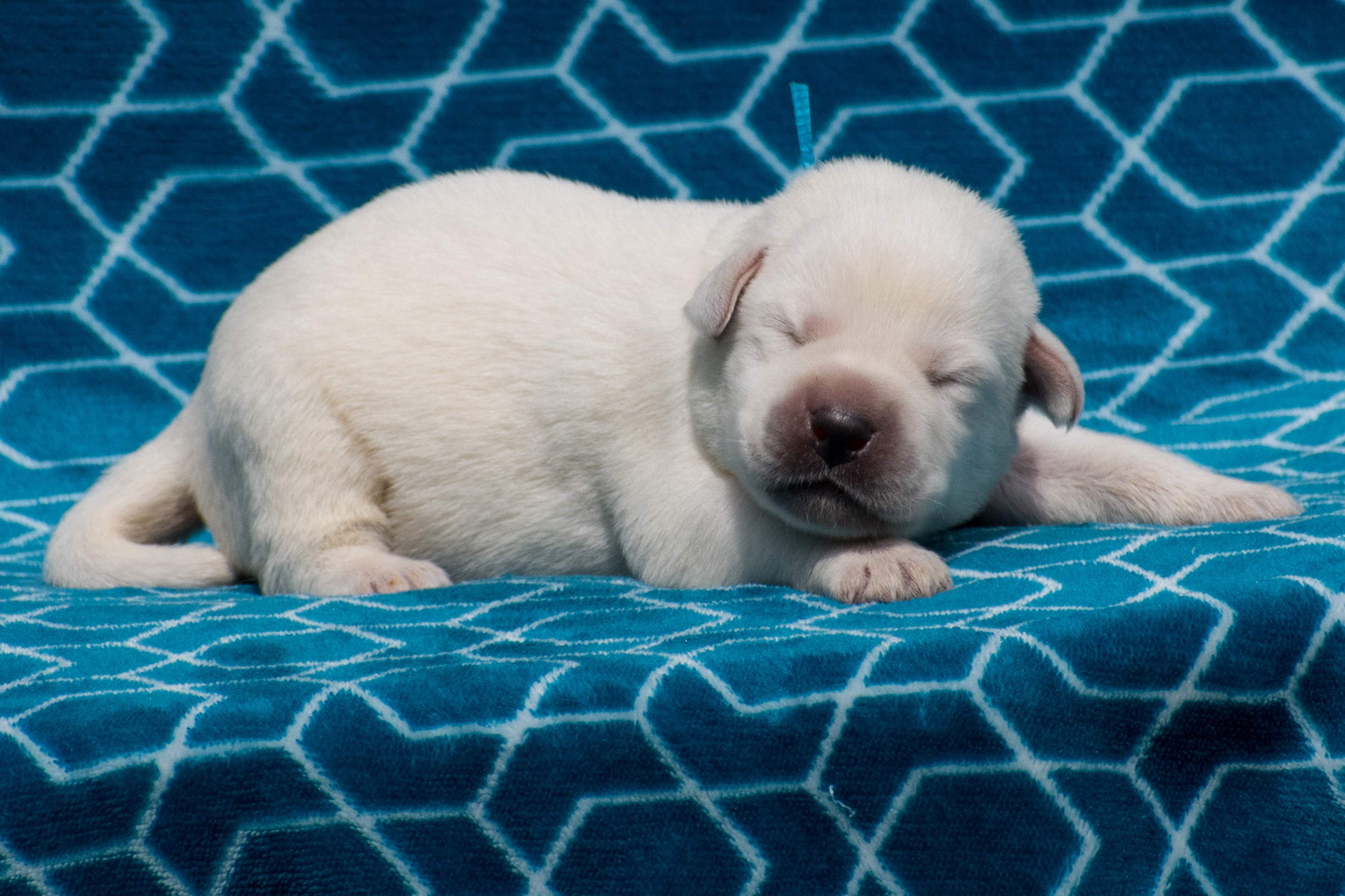 Elsa x Oak's Yellow Pups | Northern Lakes Labs | Bowersville, GA