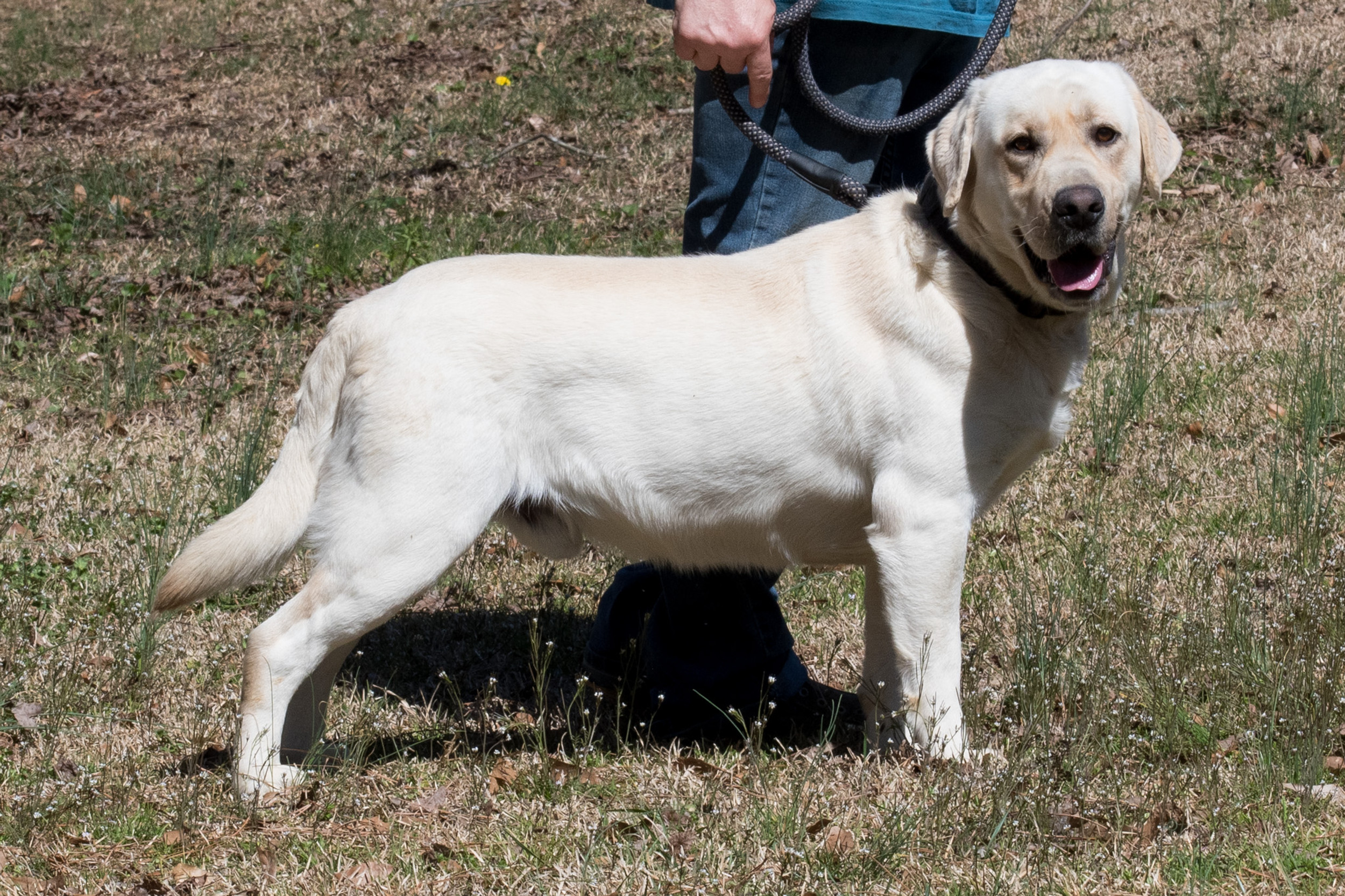 Beau's Pedigree | Northern Lakes Labs | Bowersville, Georgia GA