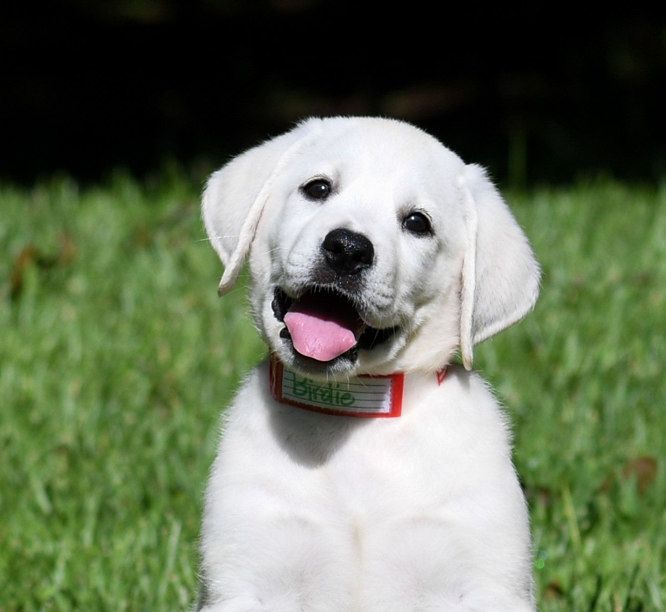 Ashlynn x CH Maui's Yellow Pups | Northern Lakes Labs