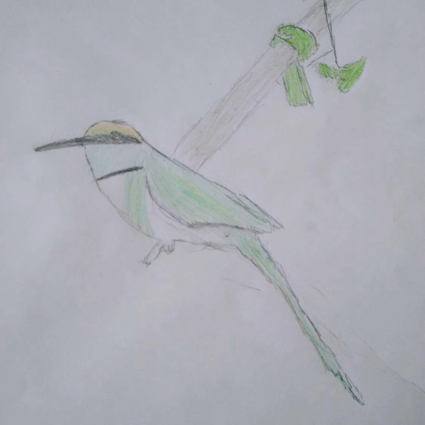 Conservation for Kids