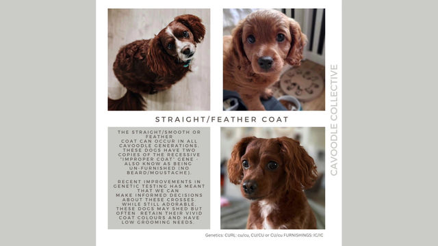 Cavoodle Coat Types!