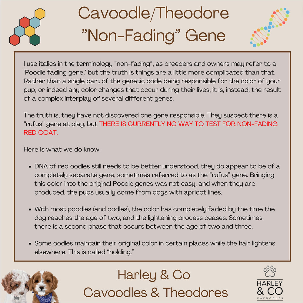 Cavoodle Coat Colour
