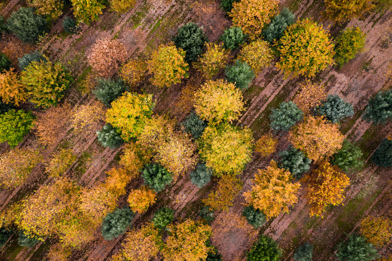 Truffle Hunts and Fresh Truffle Sales | Manjimup, Western Australia