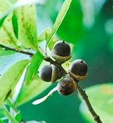 Willow Oak (Quercus Phellos) | LeBretonLandVentures