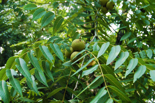 Black Walnut (Juglans nigra) | LeBretonLandVentures