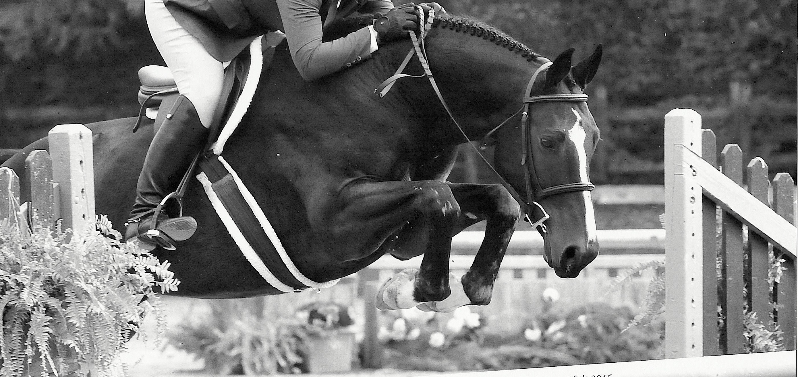 Home | Tennessee | Elemental Equine