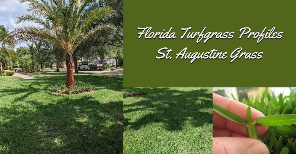 Florida Turfgrass Profiles – St. Augustine Grass