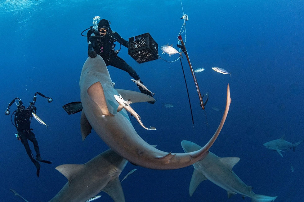 The Ultimate Guide to Planning Your First Scuba Diving Charter Experience