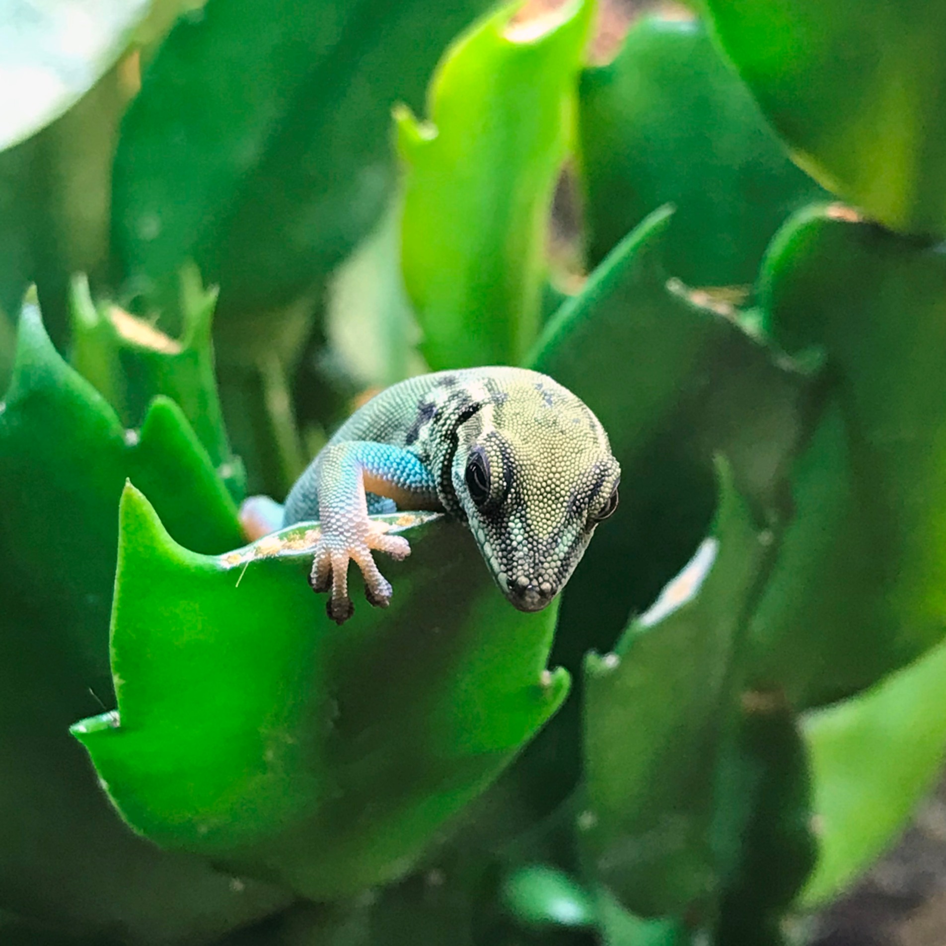 BIOME EXOTICS keepers & breeders of rare gecko Species.