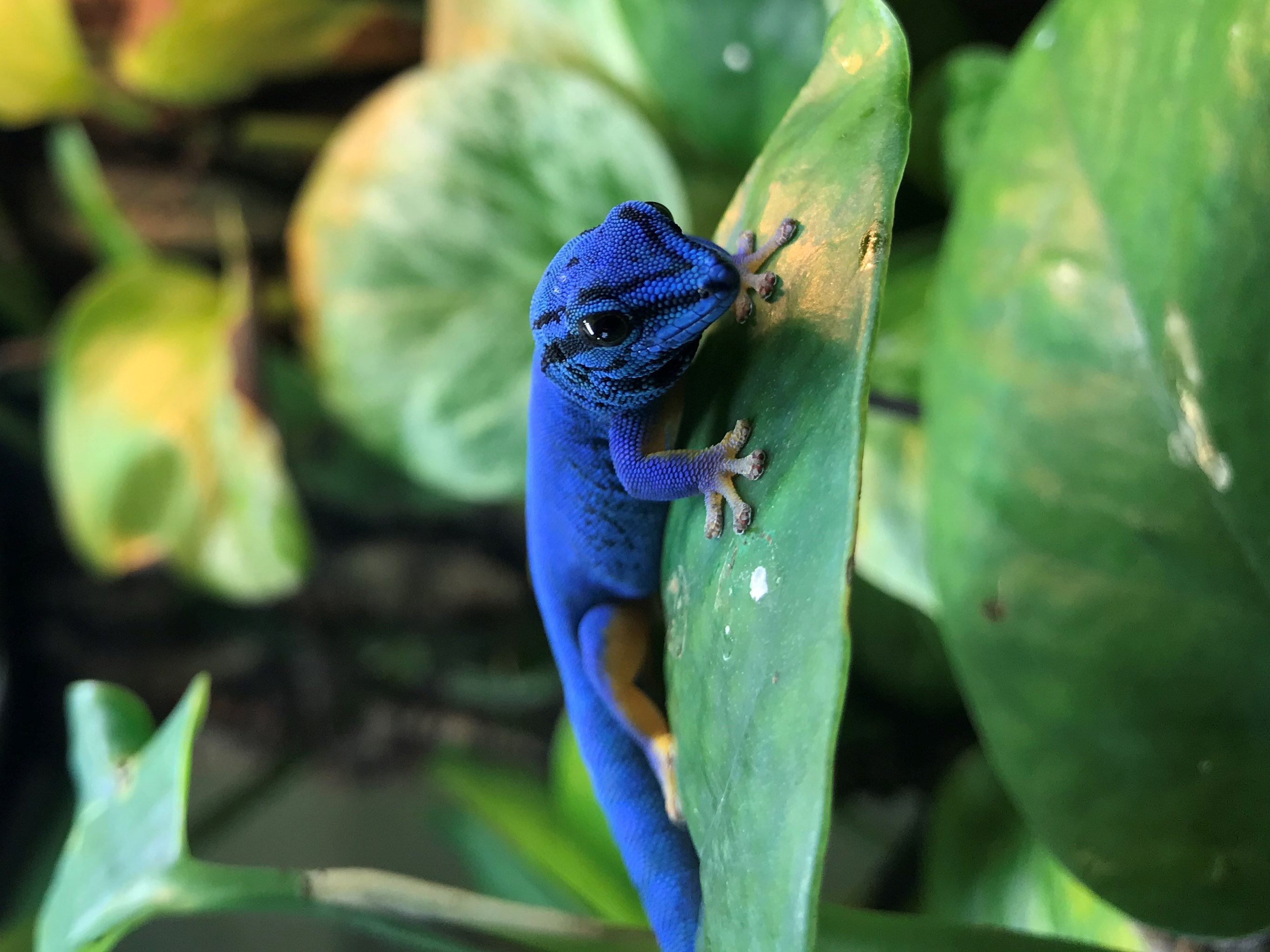BIOME EXOTICS Keepers Breeders Of Rare Gecko Species biome-exotics-keepers-breeders-of-rare-gecko-species
