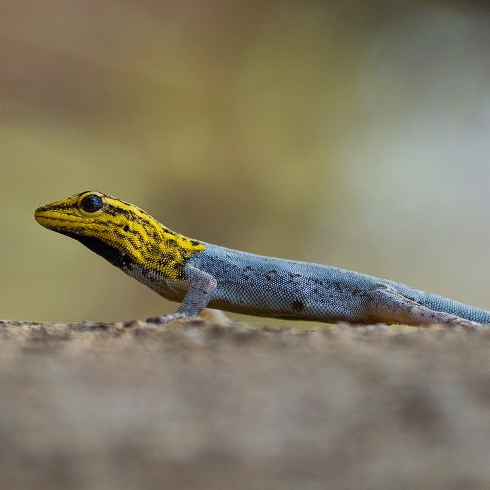 BIOME EXOTICS keepers & breeders of rare gecko Species.