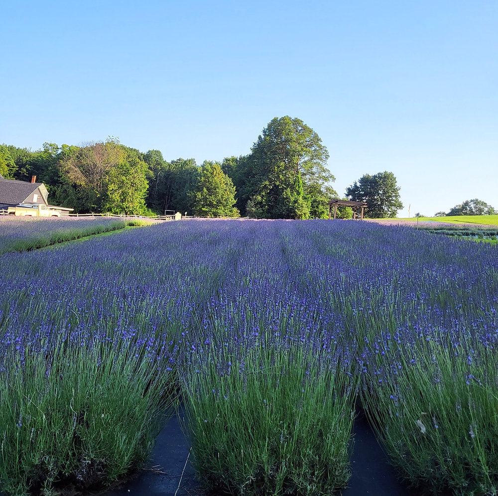 The 8 Common Uses and Practices of Lavender