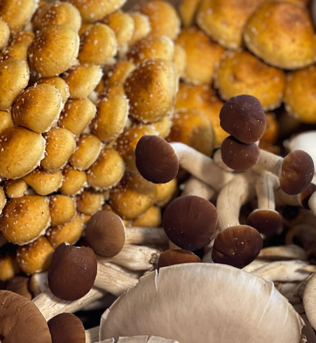 Full Box Packages | My Site