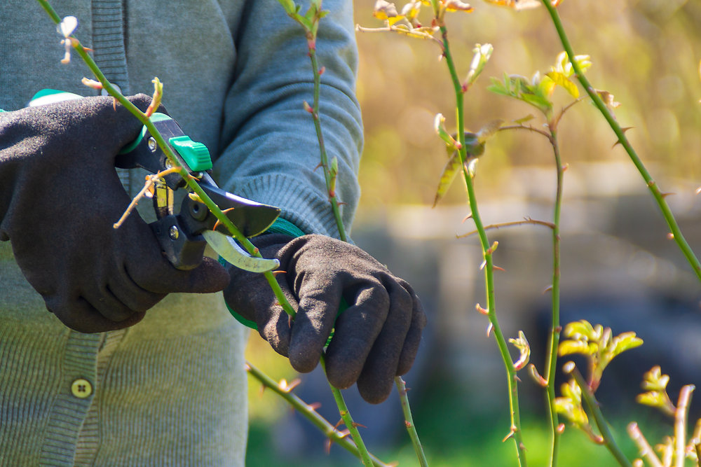 Pruning 101: How to Shape Your Shrubs and Hedges Like a Pro