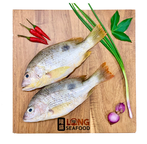 Golden Snapper (Ang Zhor) | Longseafood