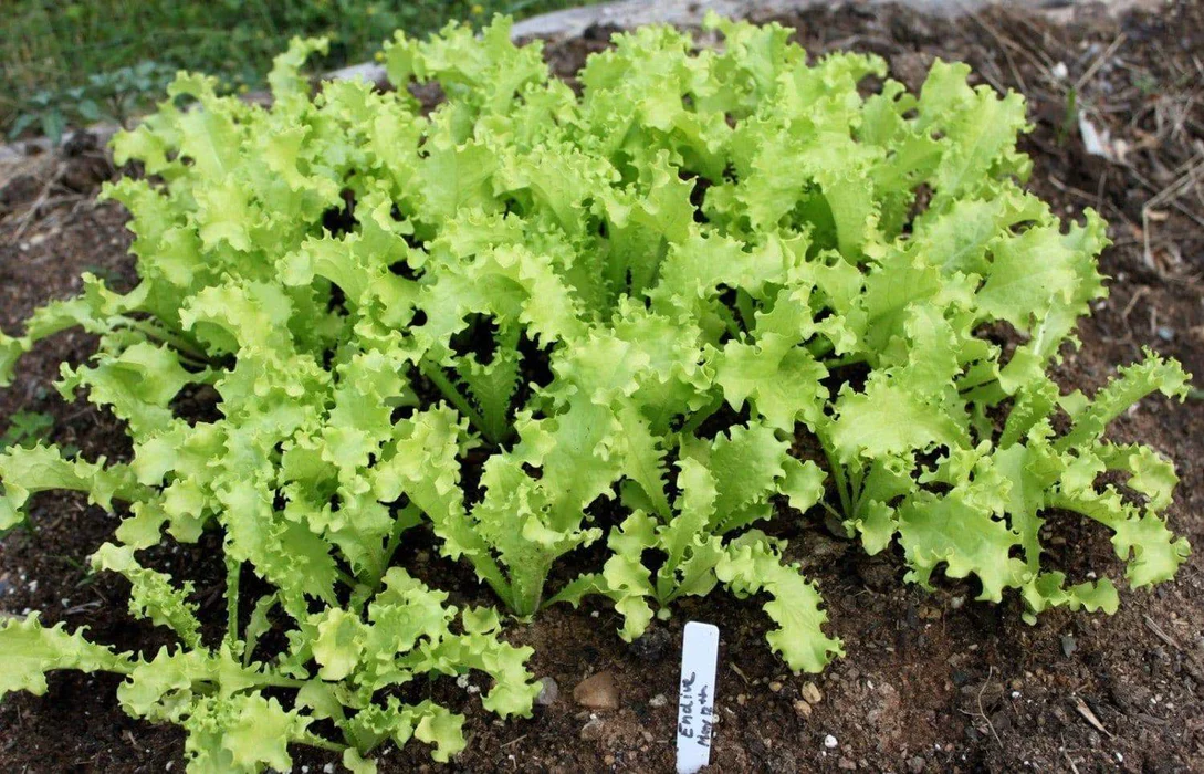 Endives Live Plant | BreezySeeds