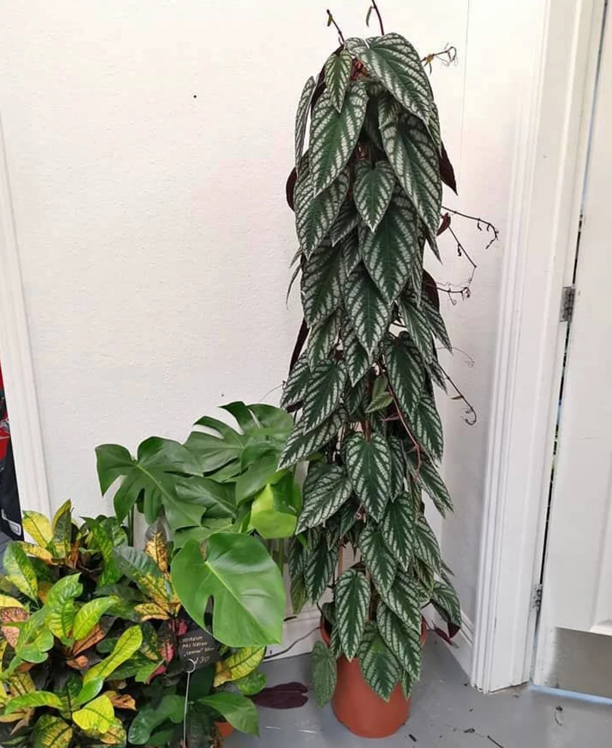 Cissus Discolor | BreezySeeds