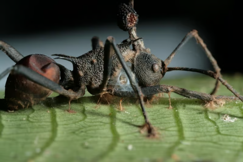 4 real-life zombie parasites that make The Last of Us look tame