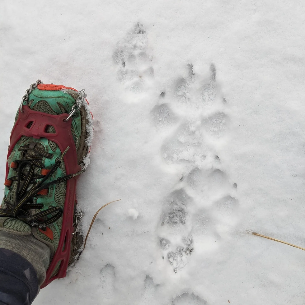 A Complete Guide to Animal Tracks
