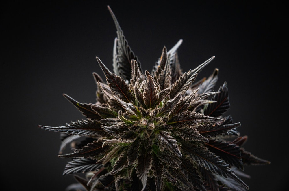 Autoflower Vs Photo period