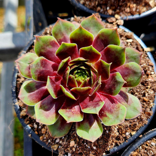 Sempervivum 'Gay Jester' | THRIVE succulents